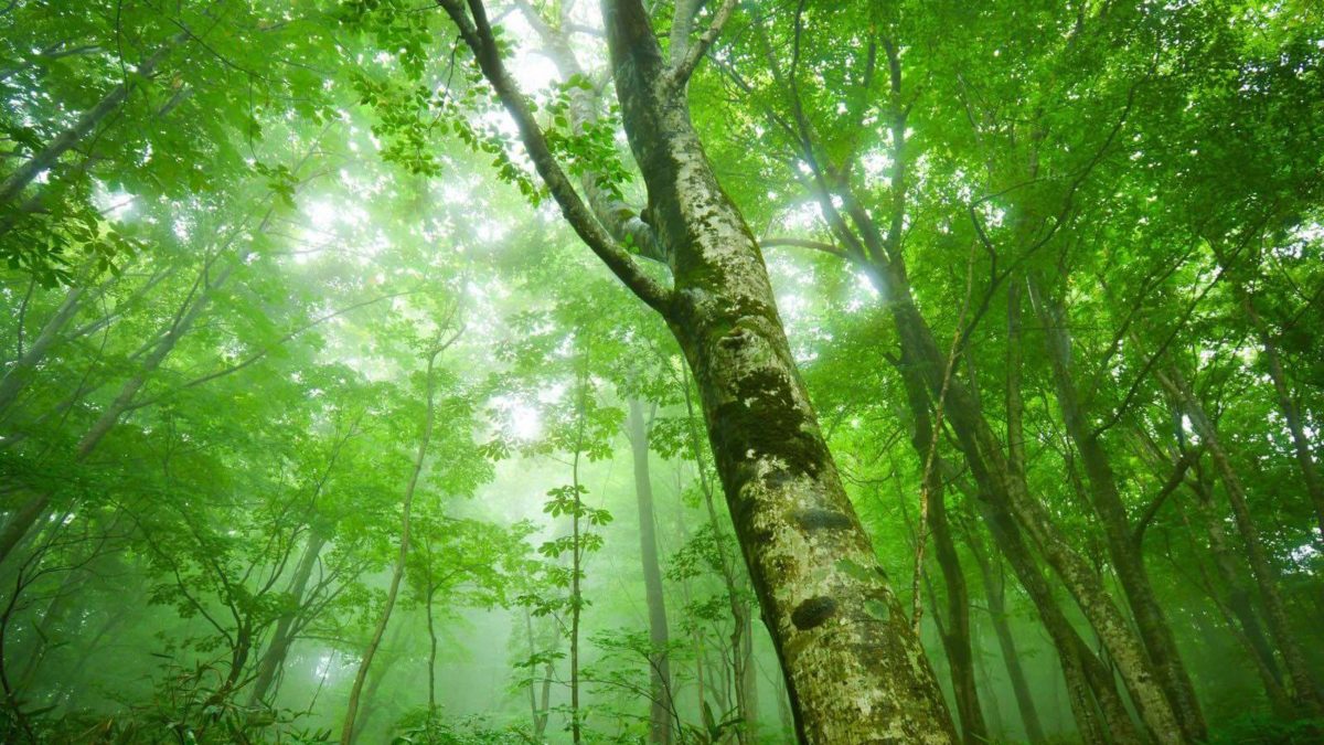まさに秘境！世界自然遺産「白神山地」の神々しい美しさに注目せよ | TABIPPO.NET